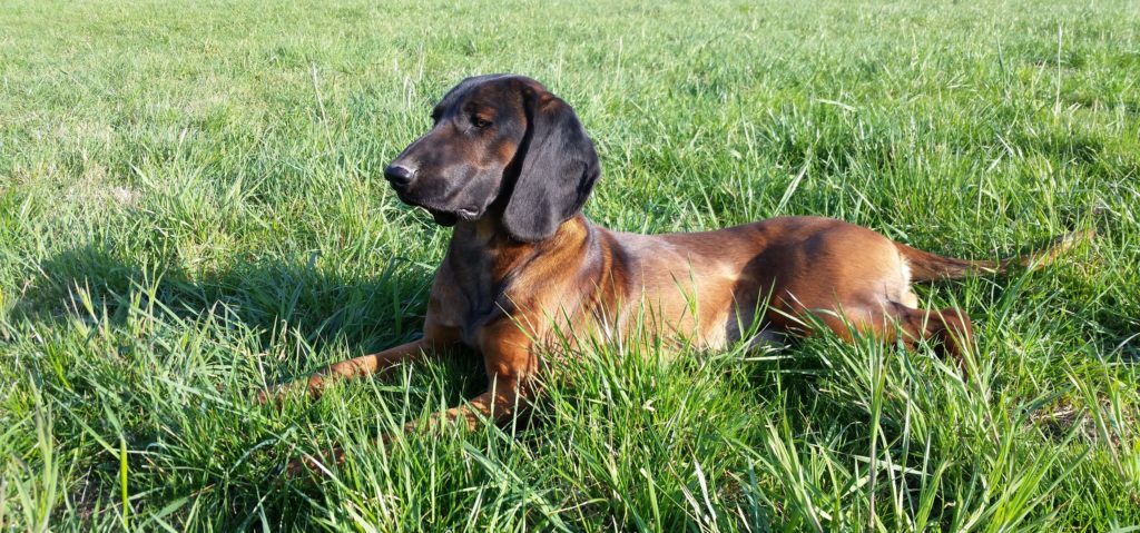 Der Bayerische Gebirgsschweißhund